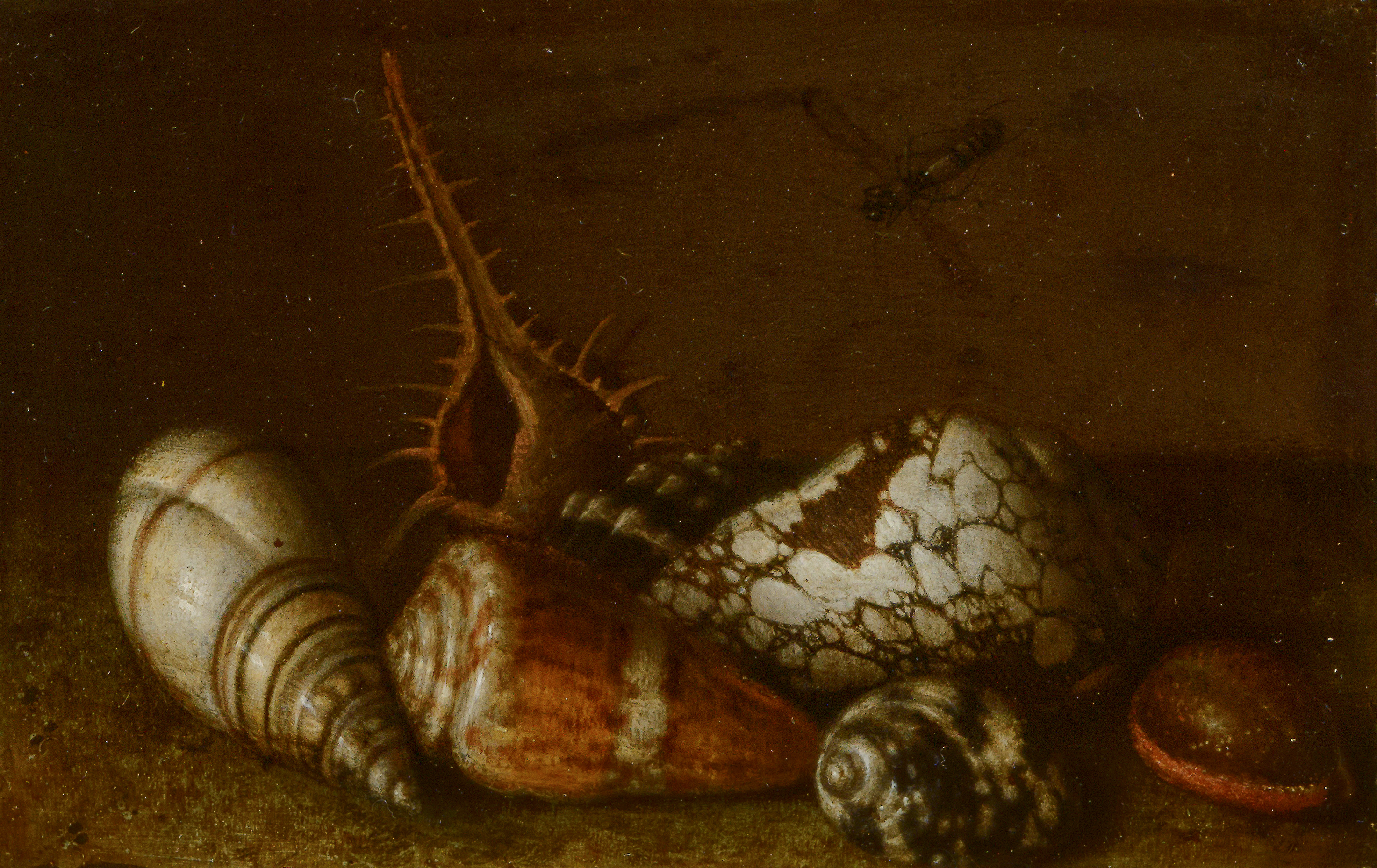 Balthasar van der Ast | Mauritshuis